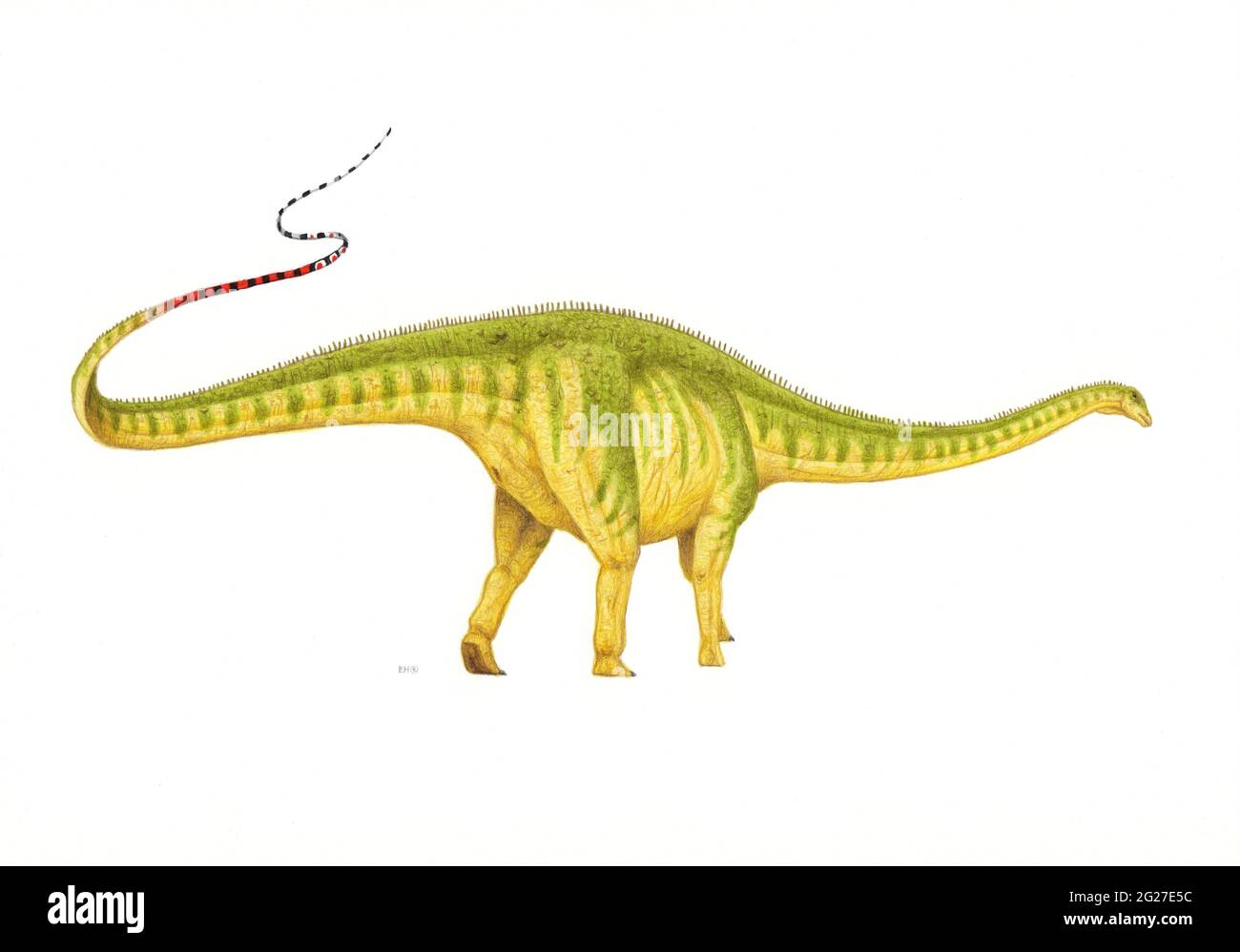 Dessin de dinosaure diplodocus Banque de photographies et d’images à haute résolution - Alamy