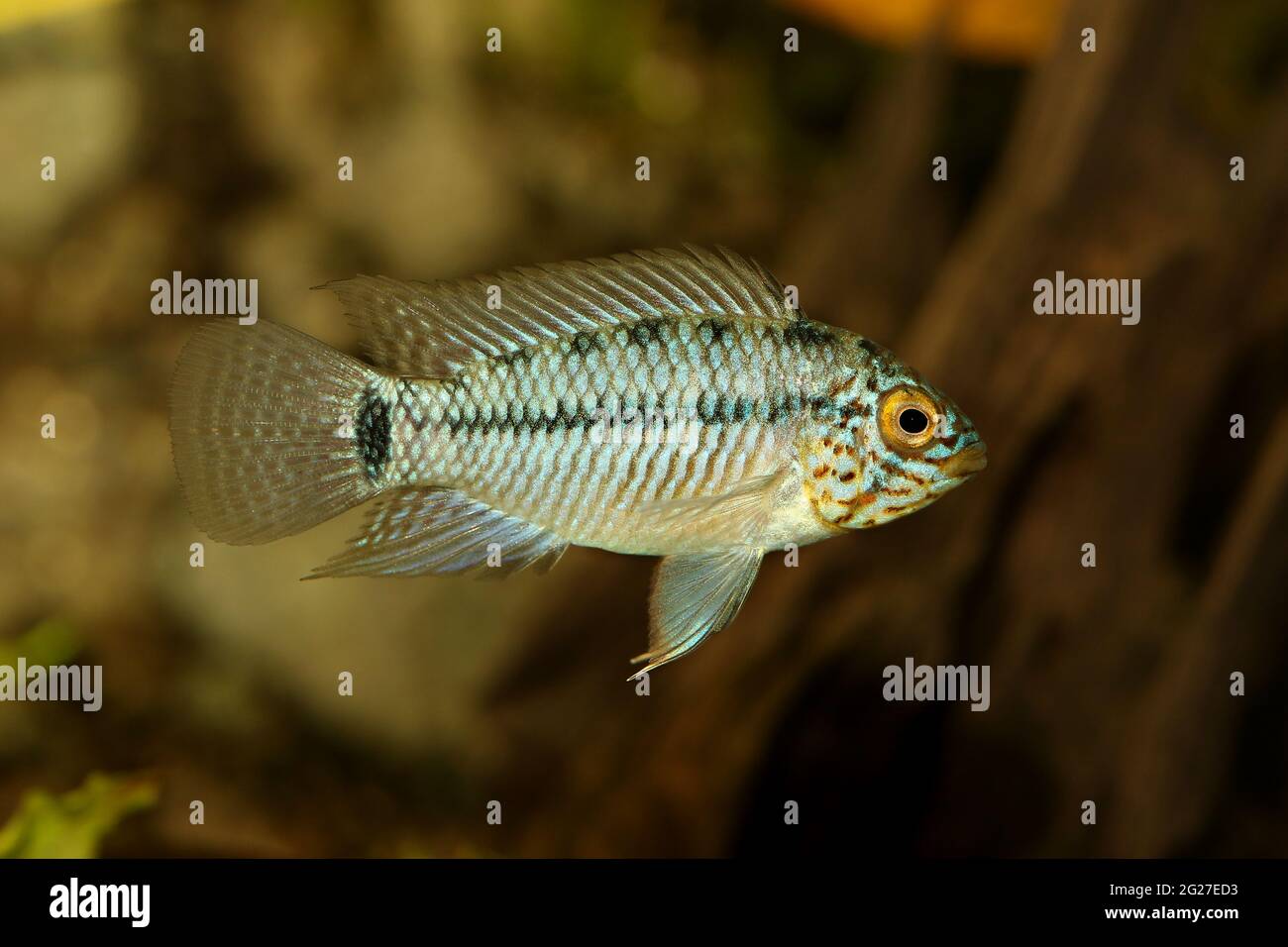 Cockatoo dwarf cichlid apistogramma cacatuoides Banque de photographies ...