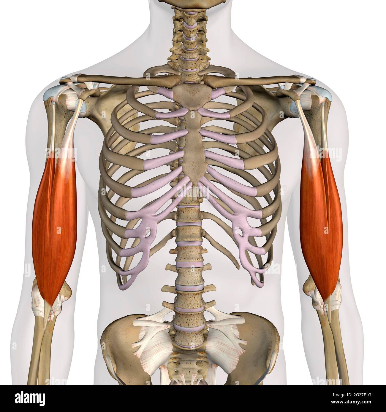 Muscles du biceps brachii isolés dans la vue antérieure avec l'anatomie du squelette humain ...