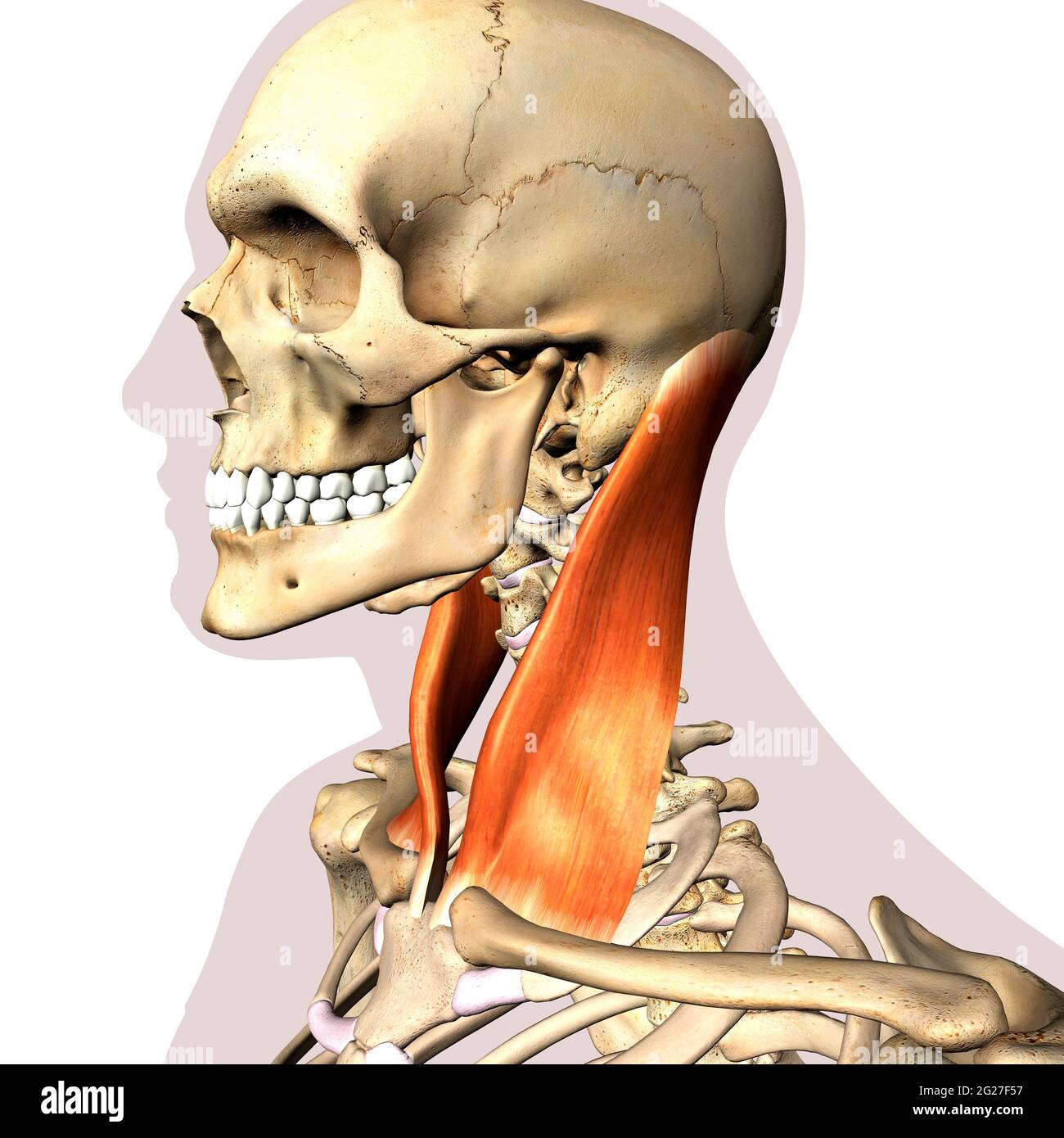 Anatomie 3d muscles nuque crane Banque de photographies et d’images à ...