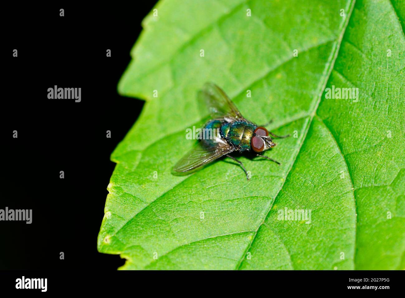 Mouche verte Banque de photographies et d’images à haute résolution - Alamy
