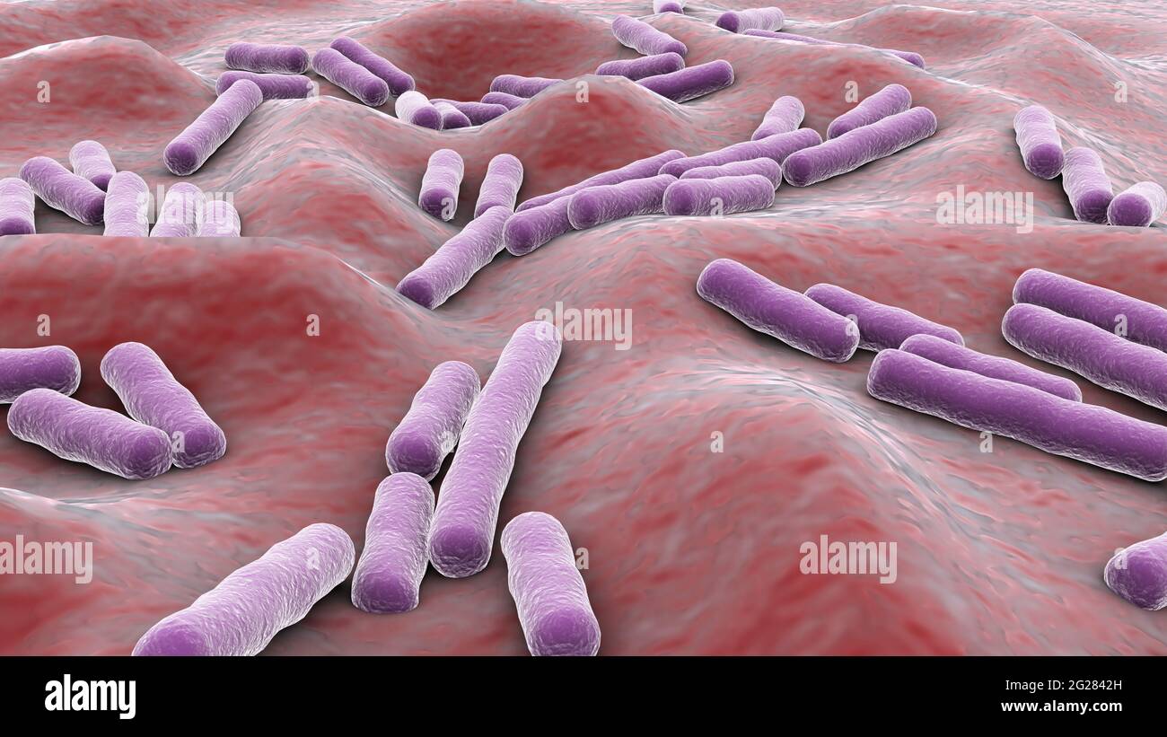 Clostridium perfringens bacteria Banque de photographies et d’images à ...