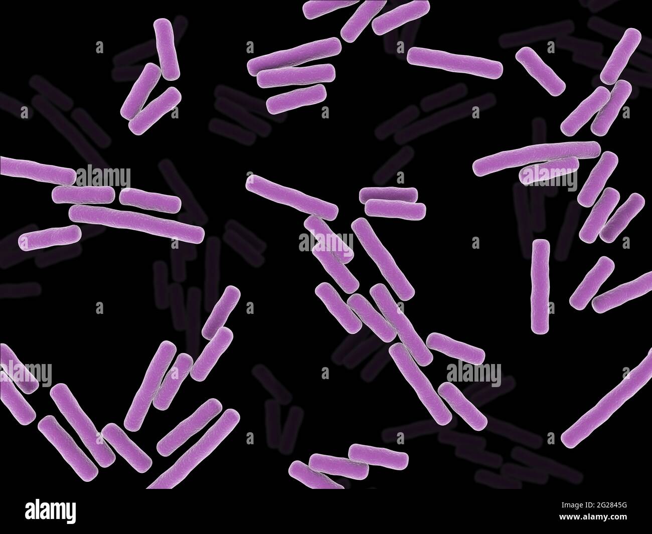 Clostridium perfringens bacteria Banque de photographies et d’images à ...