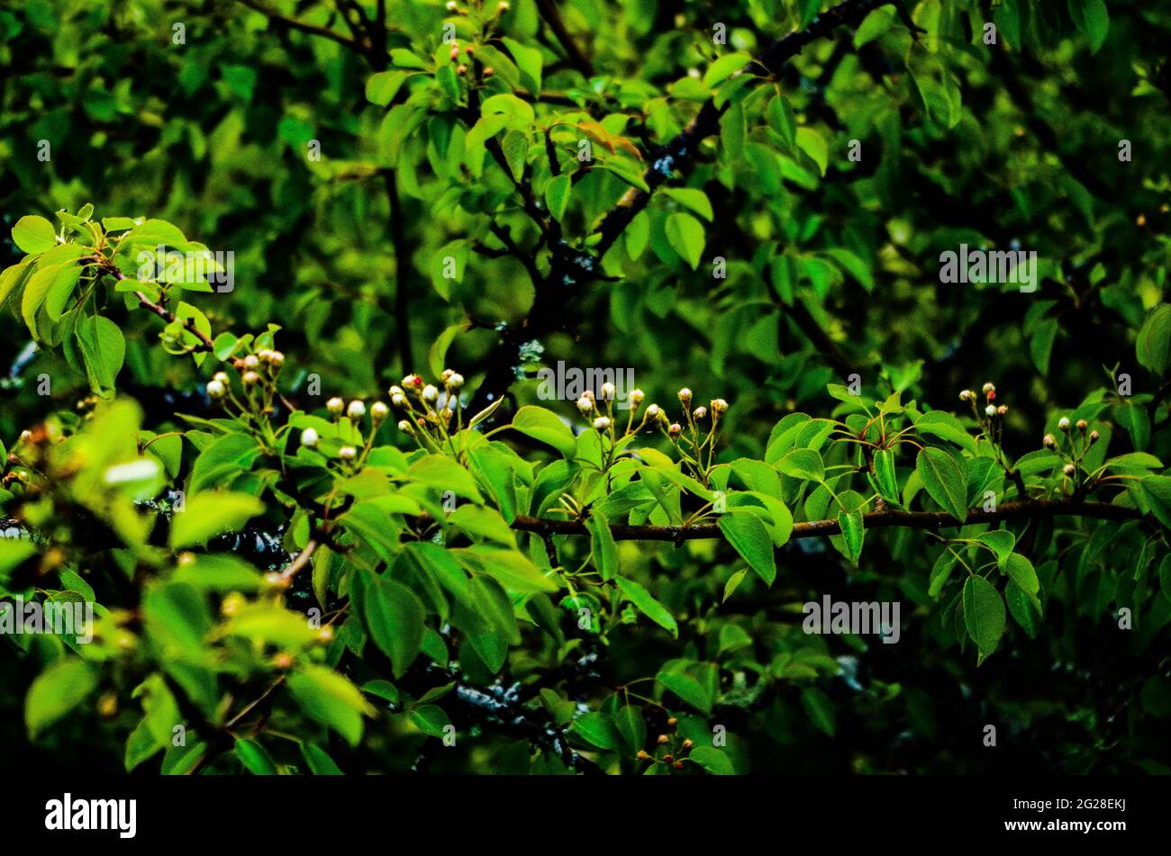 Pyrus cordata Banque de photographies et d’images à haute résolution ...