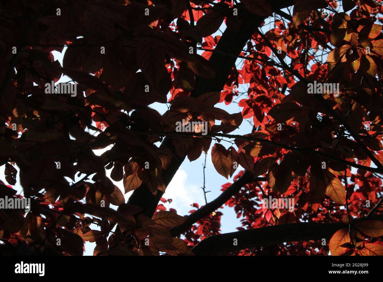 Arbre en feuille Banque de photographies et d’images à haute résolution ...