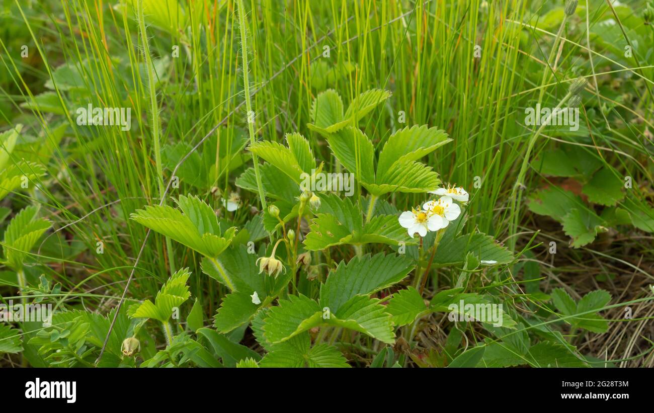 Fraisier sauvage dans son habitat naturel Banque de photographies et d ...