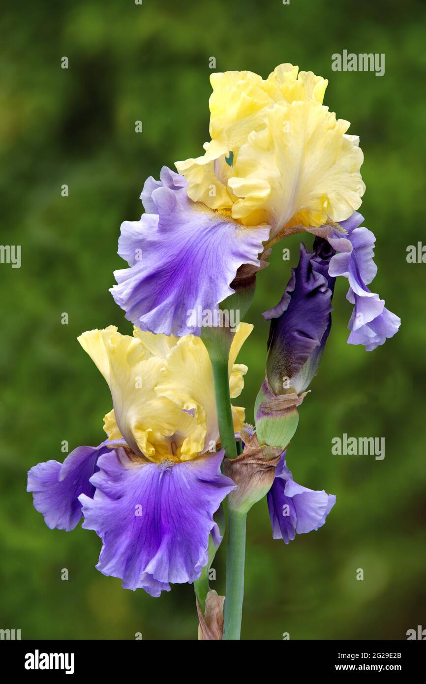 Belle paire de fleurs d'iris barbu multicolore (Iris germanica) avec ...