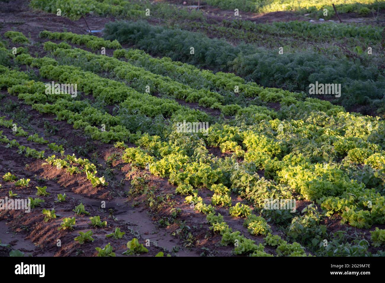 Plantation de fruits et légumes pour la consommation humaine. Jardin de ...