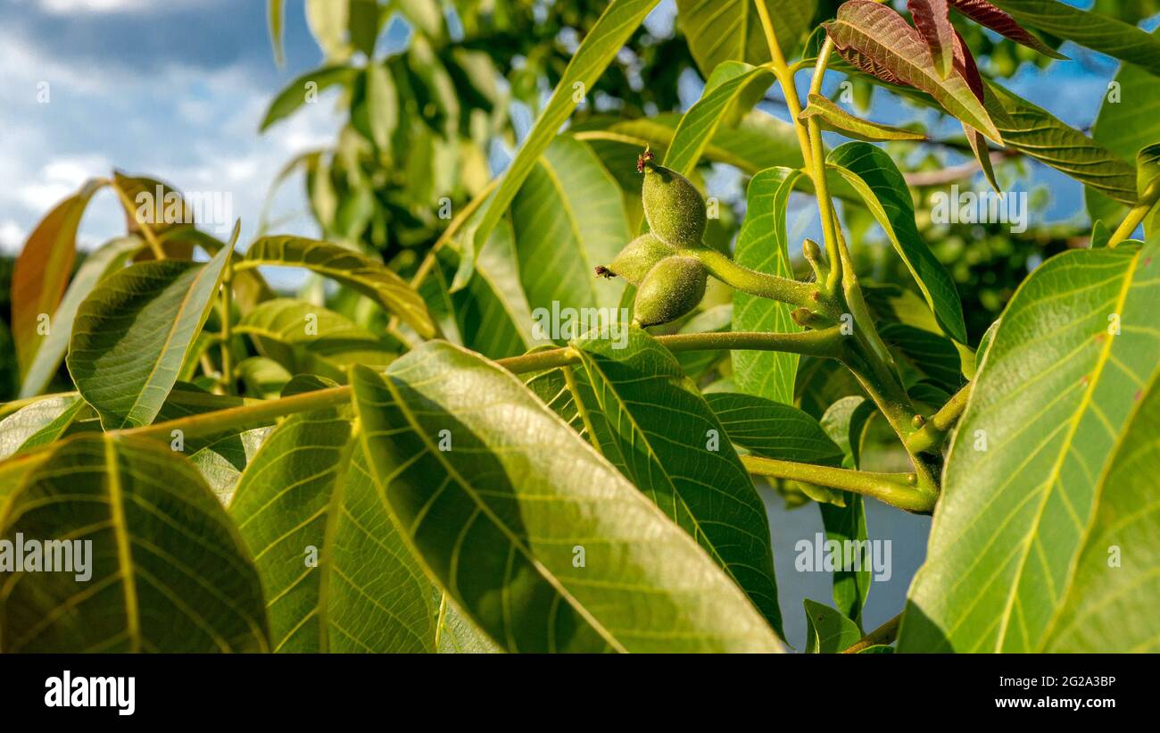 Noix vertes poussant sur un arbre Banque de photographies et d’images à ...