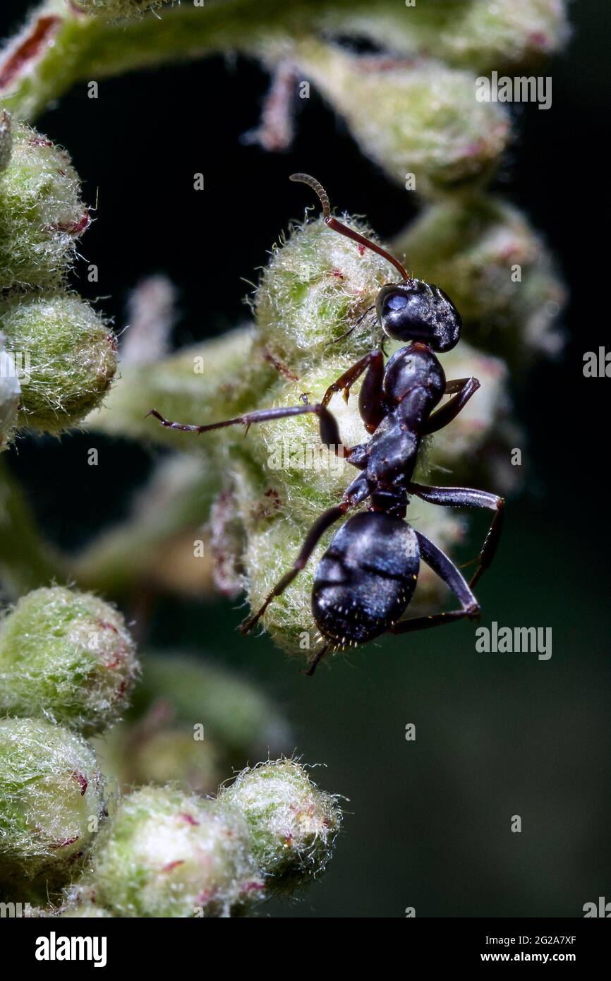 Fourmi soldat Banque de photographies et d’images à haute résolution ...
