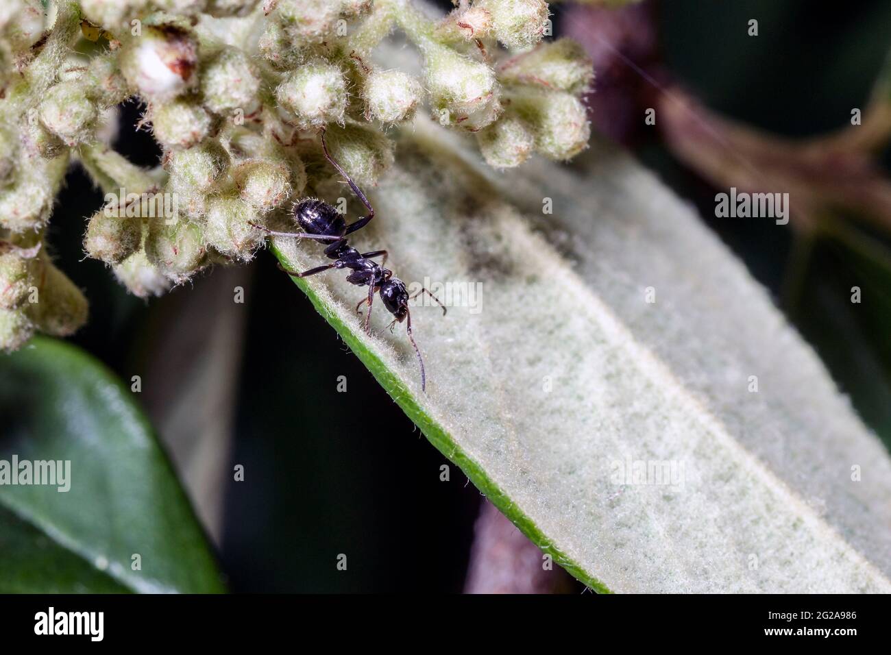 Fourmi Soldat Banque d'image et photos - Alamy