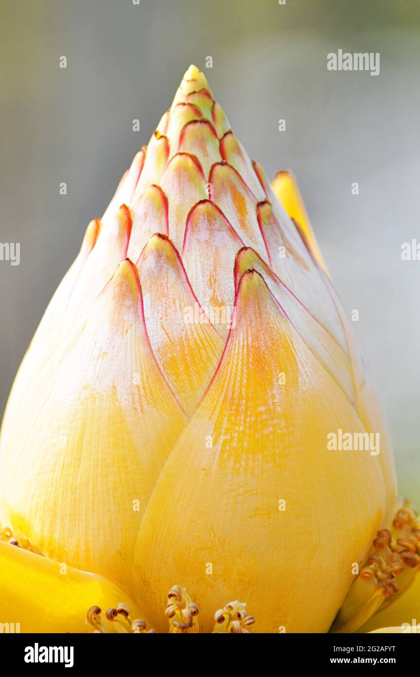 Char fleurie Banque de photographies et d’images à haute résolution - Alamy