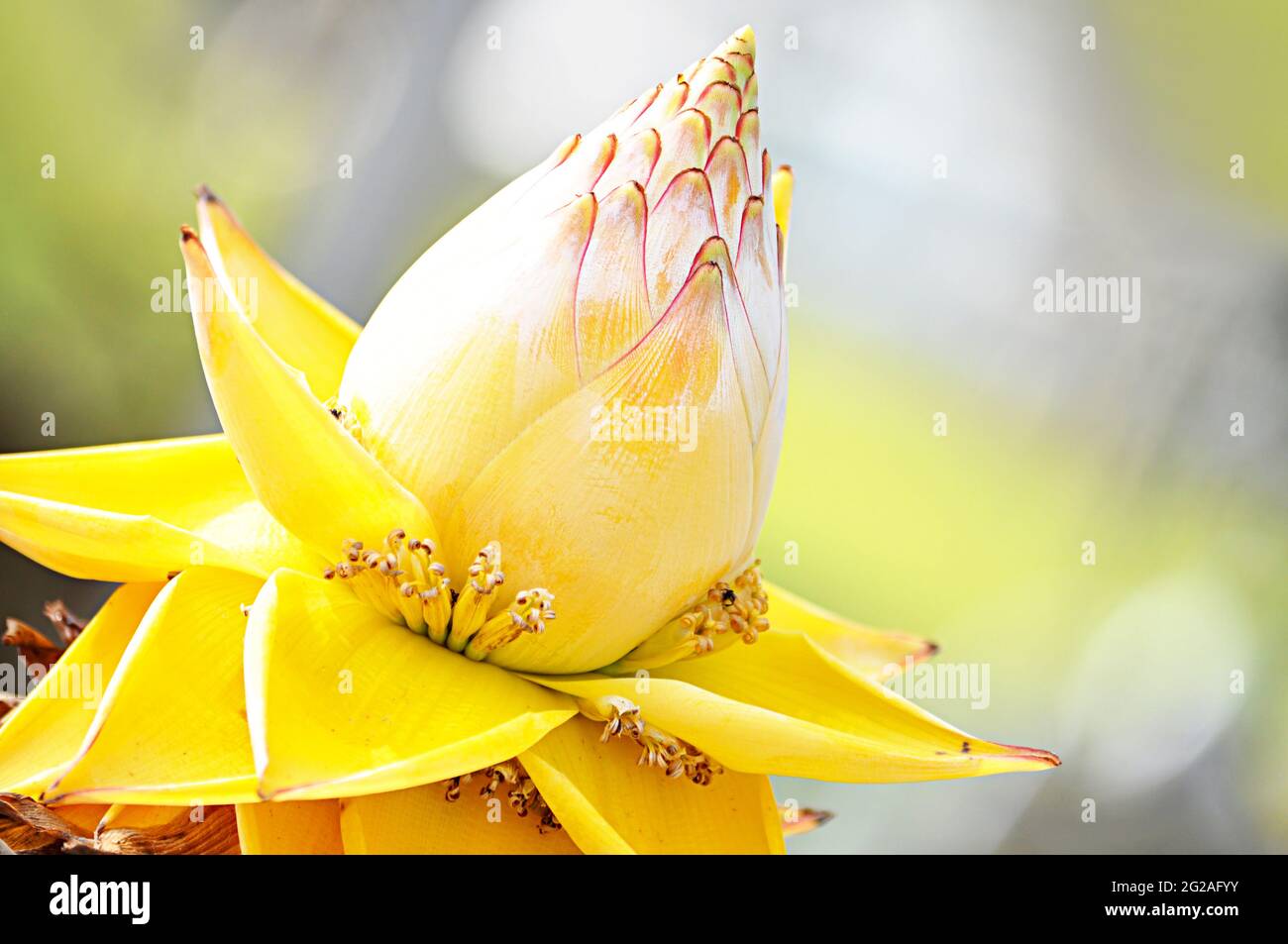 Char fleurie Banque d'image et photos - Alamy