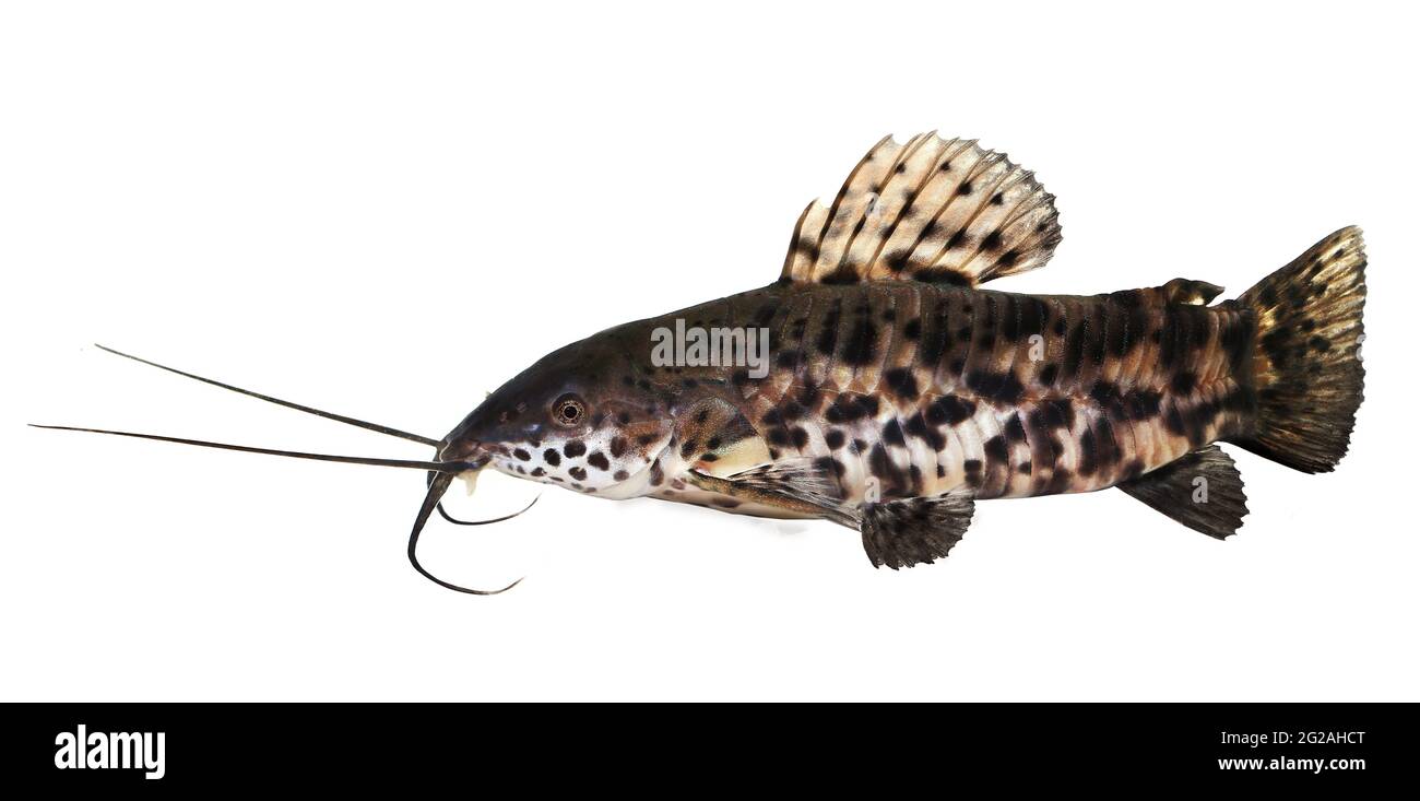 Poisson chat marin albinos Banque de photographies et d’images à haute ...