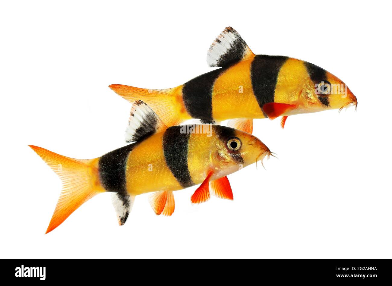 Botia tigre Banque de photographies et d’images à haute résolution - Alamy