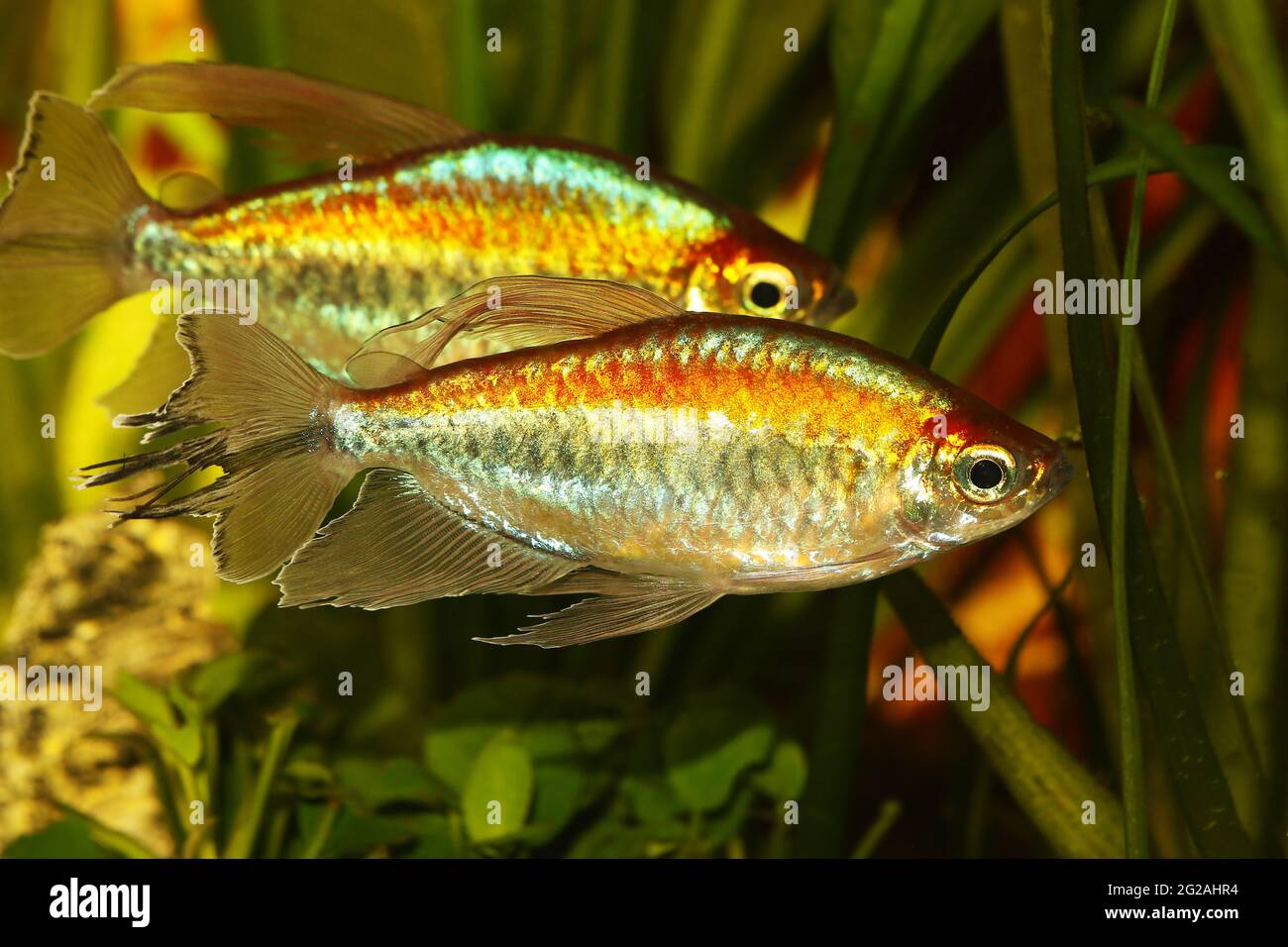 Poisson tetra congo Banque de photographies et d’images à haute ...