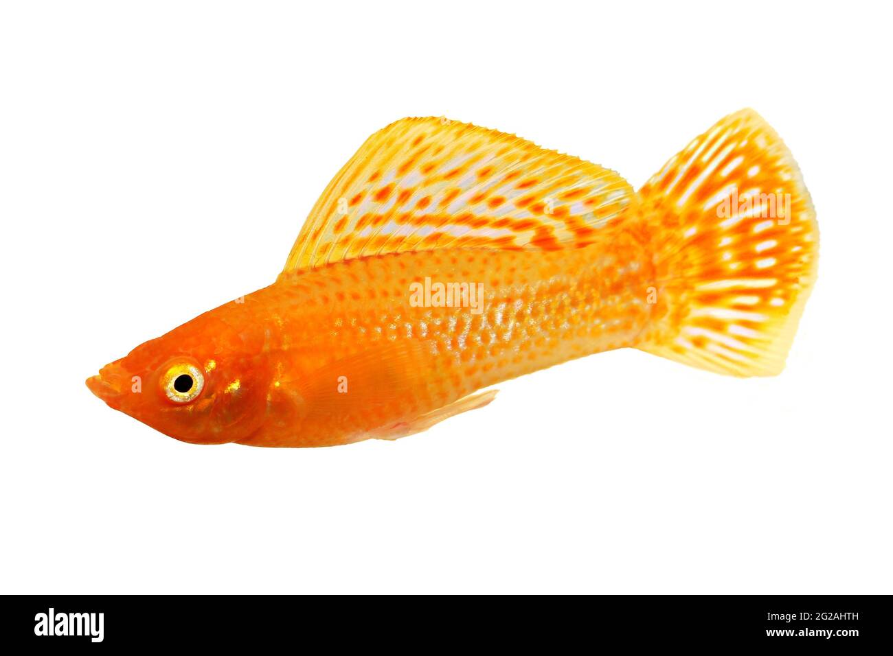 Black molly poecilia sphenops Banque d'images détourées - Alamy