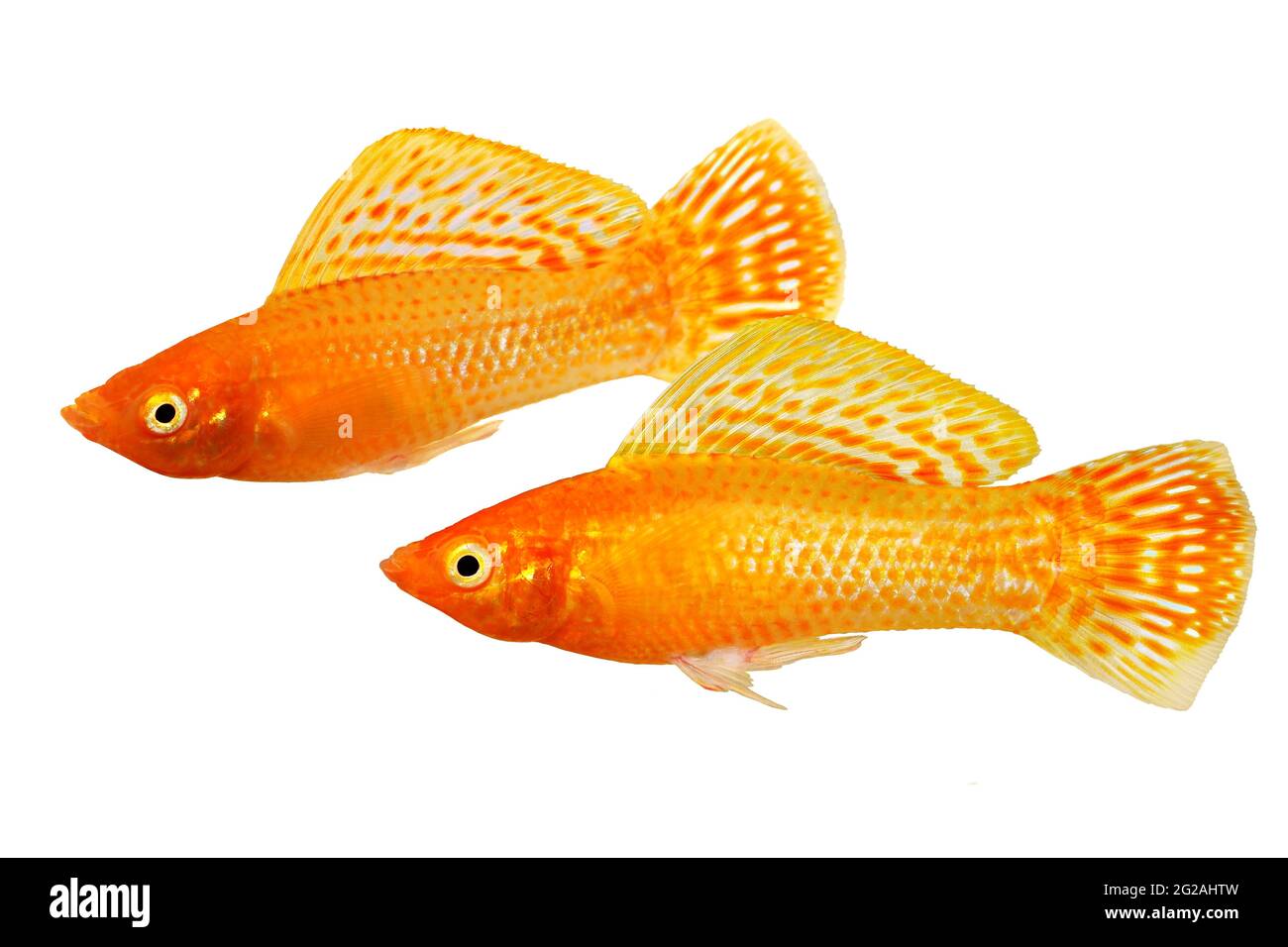 Black molly poecilia sphenops Banque de photographies et d’images à ...