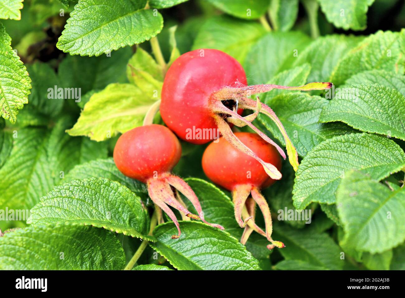 Le rosehip fleurit les fruits rouges et les fleurs roses, les bérys ...
