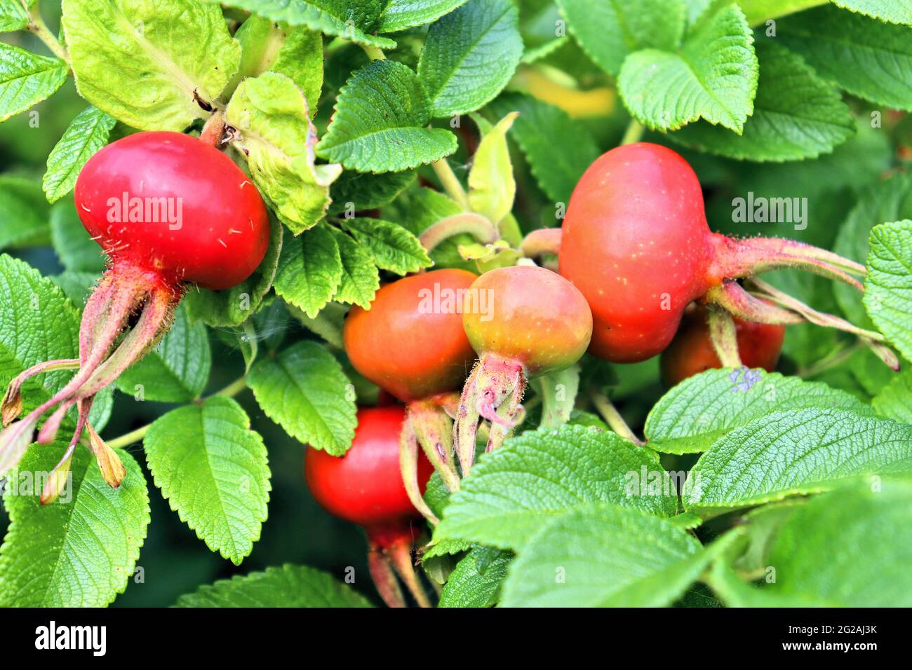 Le rosehip fleurit les fruits rouges et les fleurs roses, les bérys ...