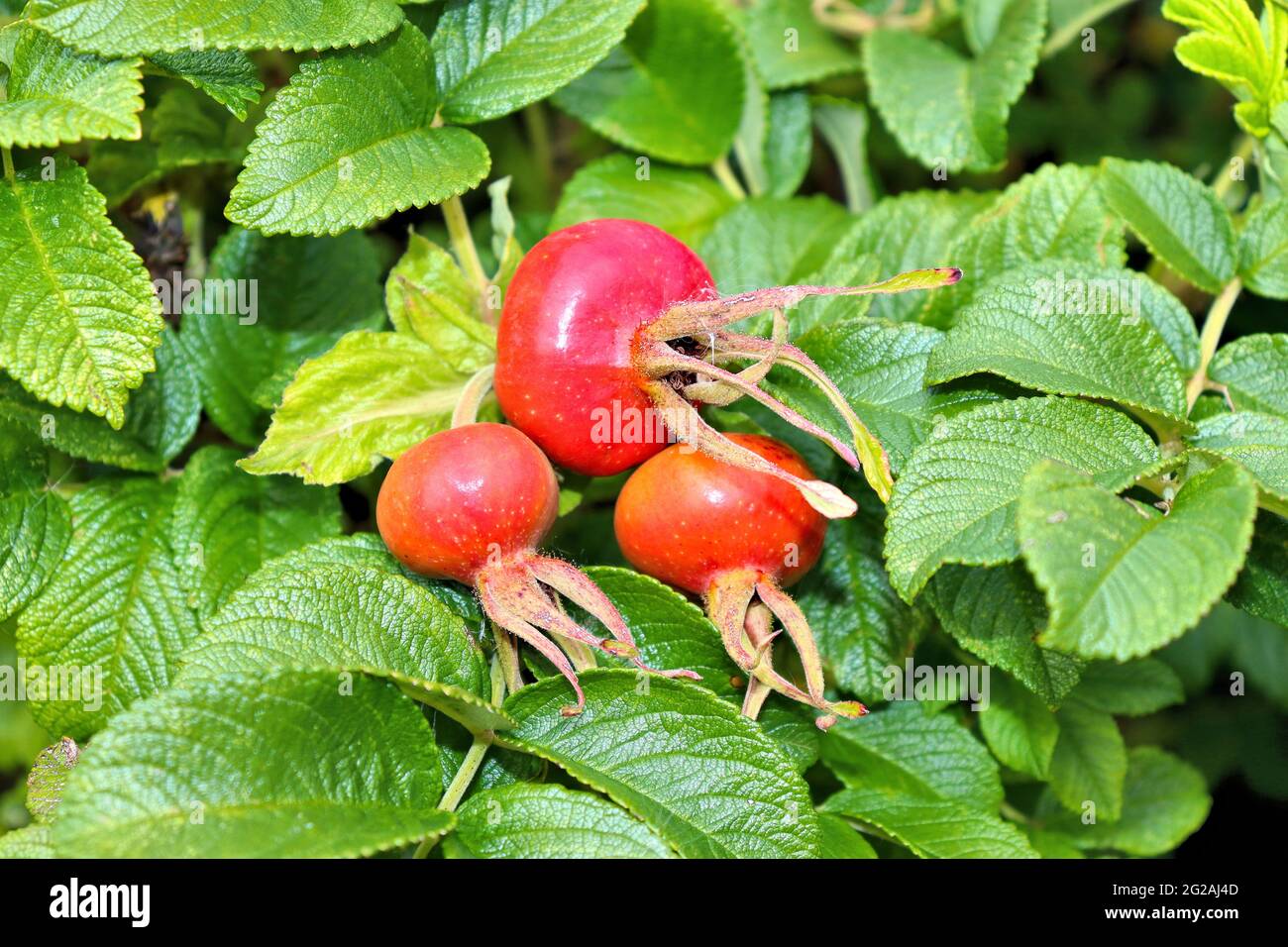 Le rosehip fleurit les fruits rouges et les fleurs roses, les bérys ...