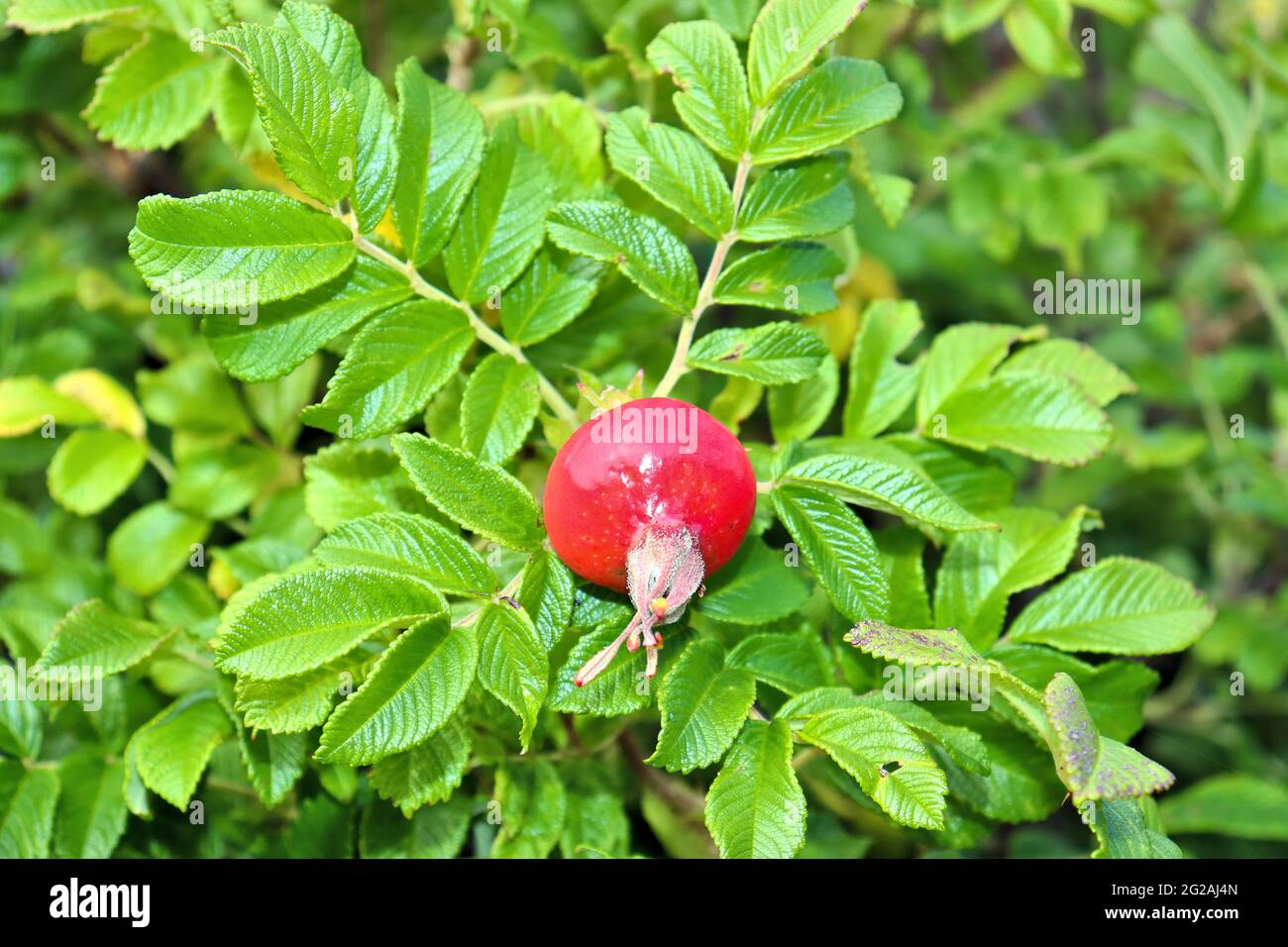 Le rosehip fleurit les fruits rouges et les fleurs roses, les bérys ...