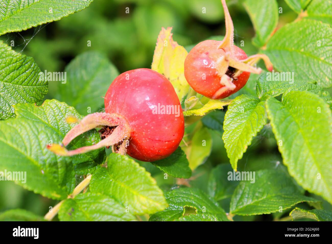 Le rosehip fleurit les fruits rouges et les fleurs roses, les bérys ...