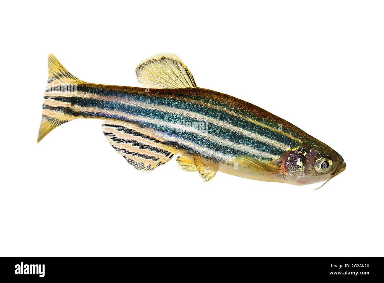 Zebre albinos Banque de photographies et d’images à haute résolution ...