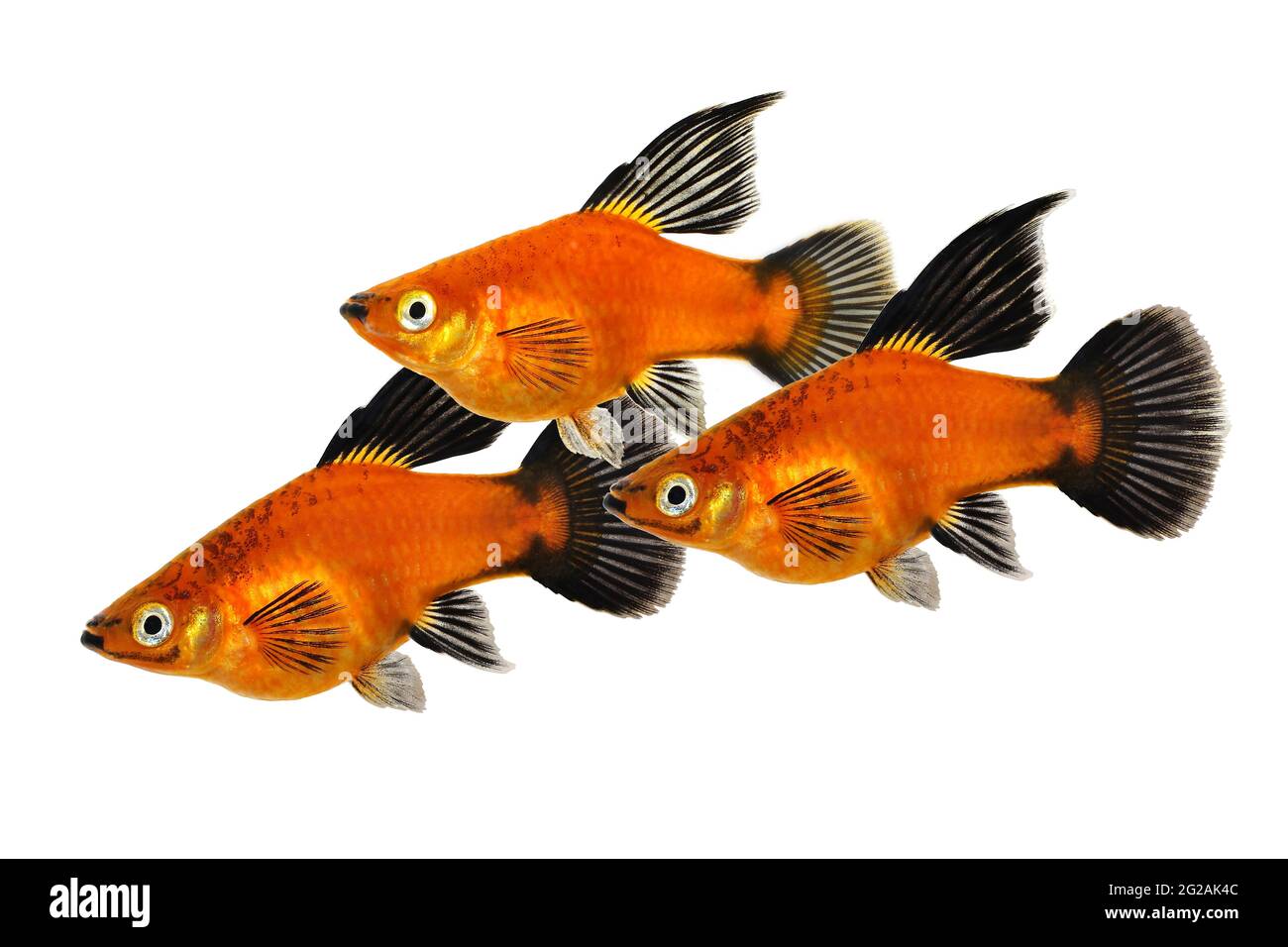 High Fin Red Wag Platy Xiphophorus maculatus Mickey Mouse Platy poisson ...