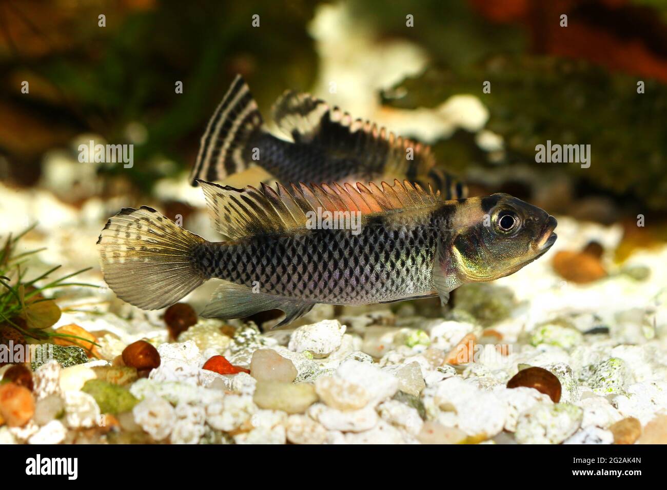 Purple cichlid pelvicachromis pulcher Banque de photographies et d ...