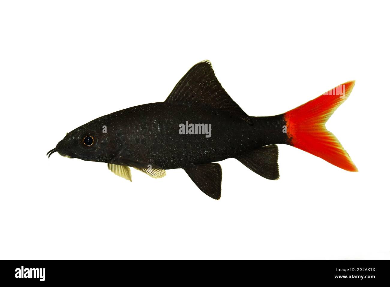 Queue de requin Banque d'images détourées - Alamy