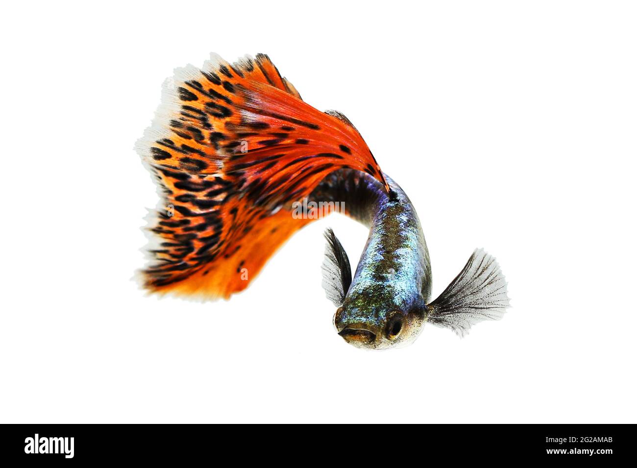Guppy poecilia reticulata femelle Banque d'images détourées - Alamy