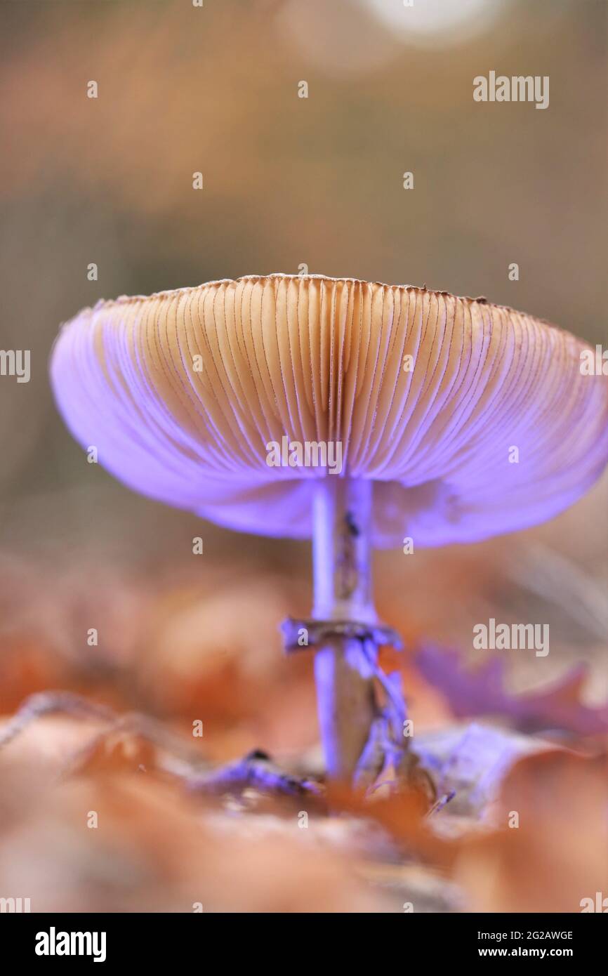 Champignon violet Banque de photographies et d’images à haute ...