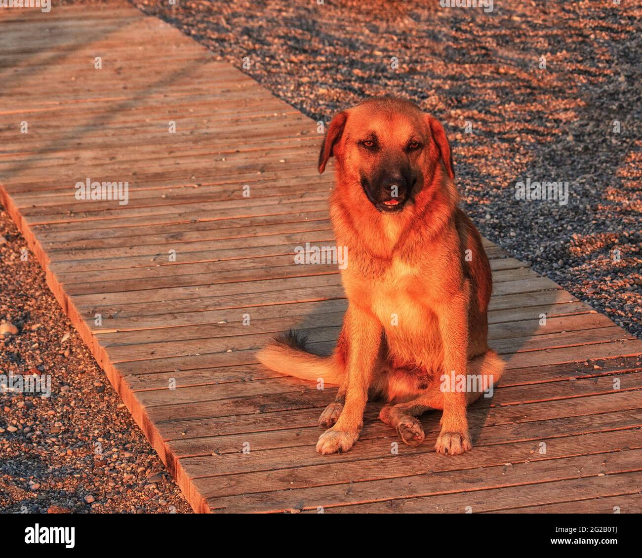 Dog turkey Banque de photographies et d’images à haute résolution - Alamy