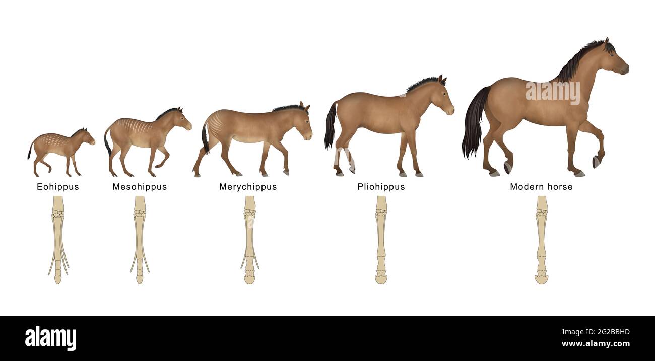 Horse anatomy illustration Banque de photographies et d’images à haute ...