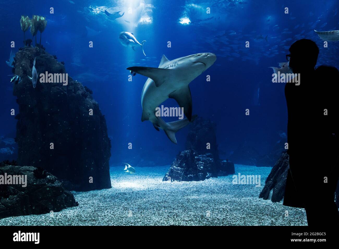 Couple regardant requin Banque de photographies et d’images à haute résolution - Alamy
