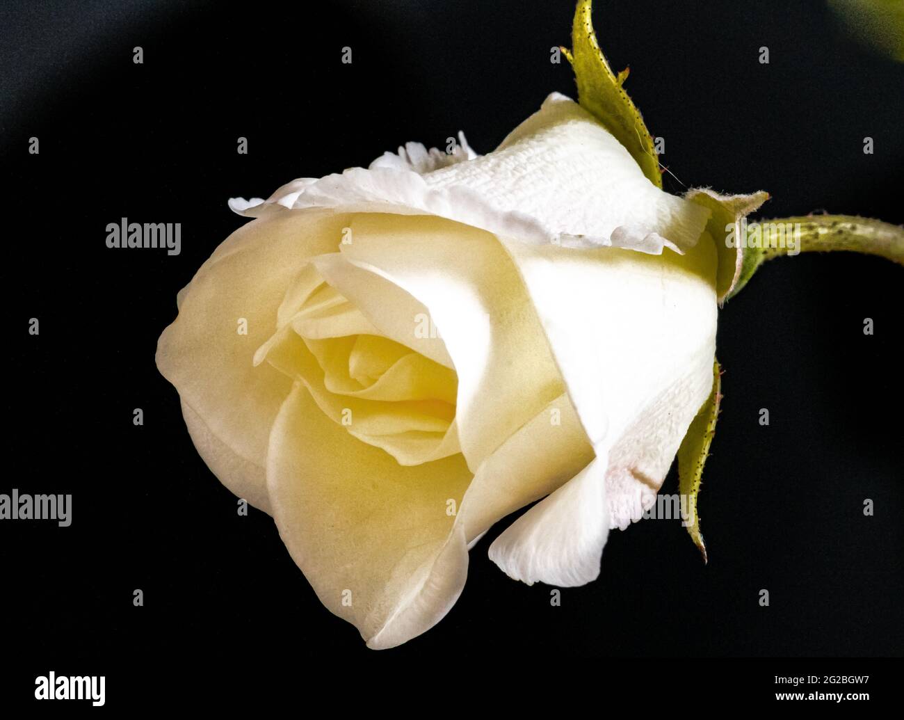 Rose Unique Noir Et Blanc Banque d'image et photos - Alamy