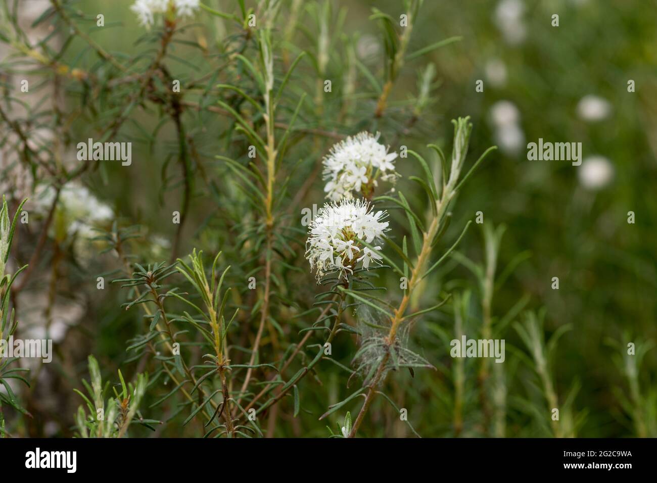 Arbuste des marais Banque de photographies et d’images à haute ...