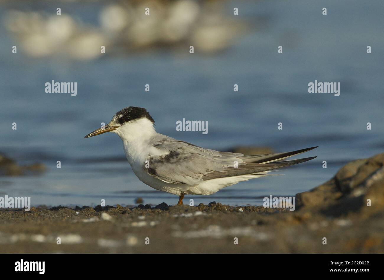 Sternula saundersi Banque de photographies et d’images à haute ...