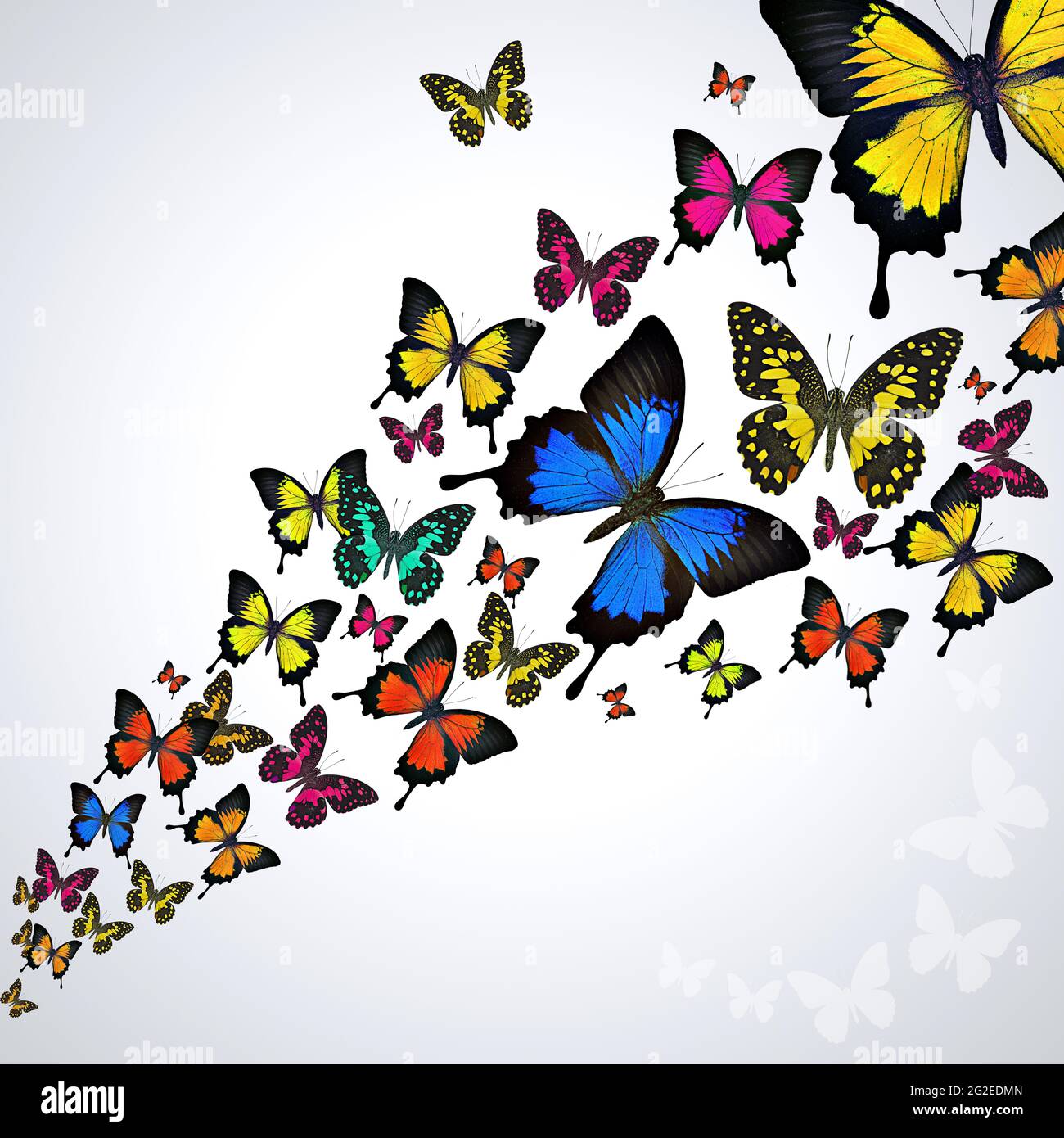 Papillons noir et blanc volant Banque de photographies et d’images à ...
