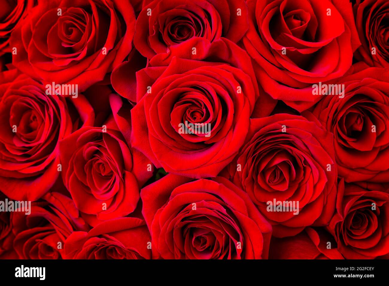 Photos De Belles Fleurs Rouges