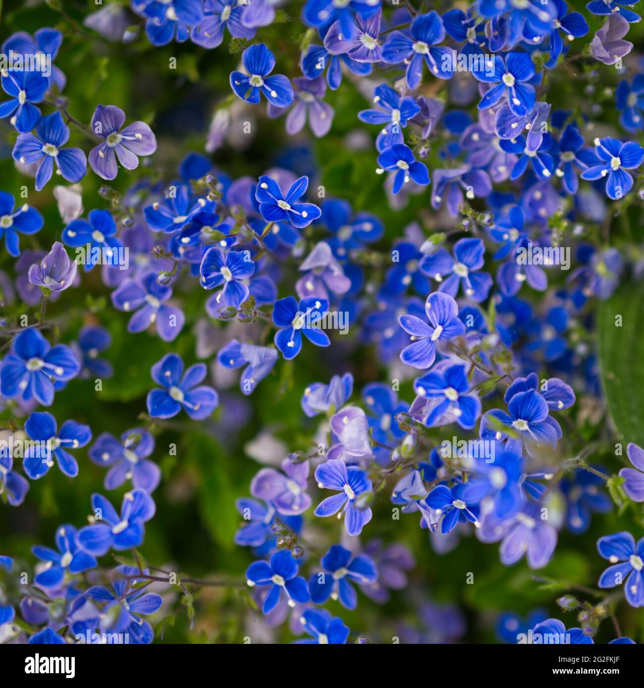Tiny blue flower Banque de photographies et d’images à haute résolution ...