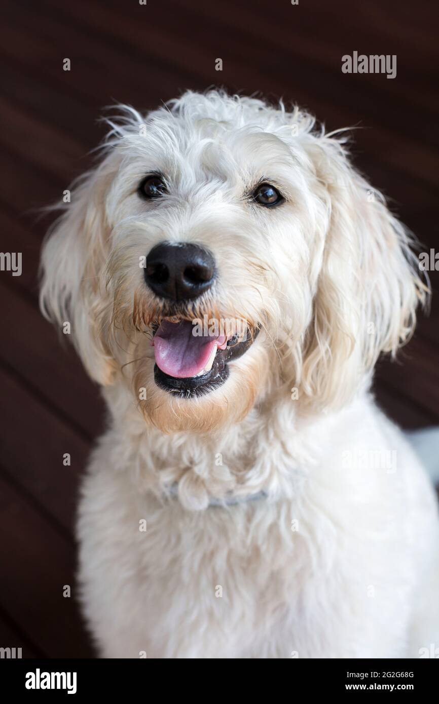 Chien labradoodle blanc Banque de photographies et d’images à haute résolution - Alamy