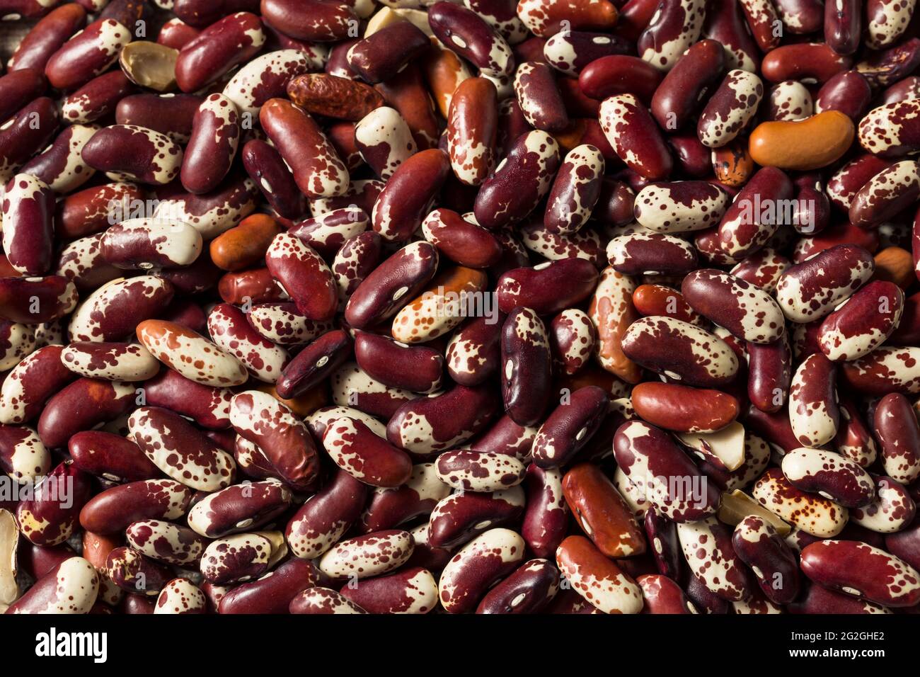 Rein de vache Banque de photographies et d’images à haute résolution ...