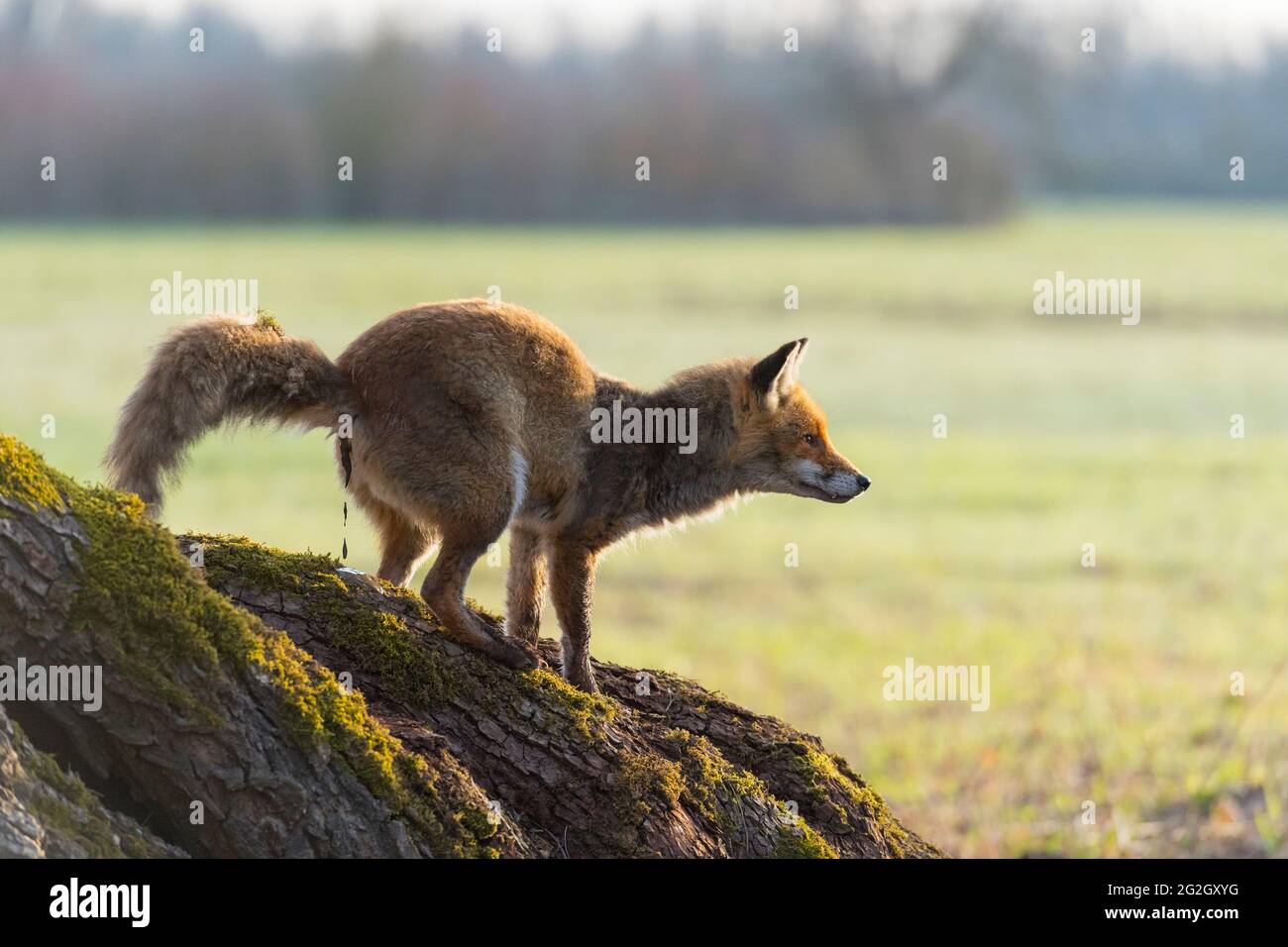 Le renard roux (Vulpes vulpes) se détache sur un tronc d'arbre ...