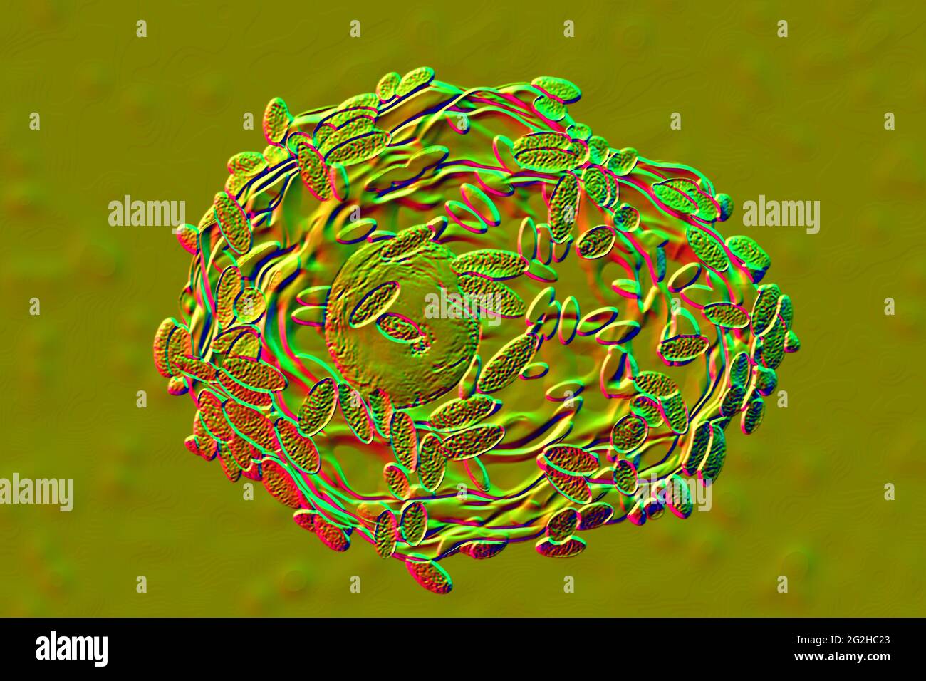 Vaginose bactérienne Banque de photographies et d’images à haute ...