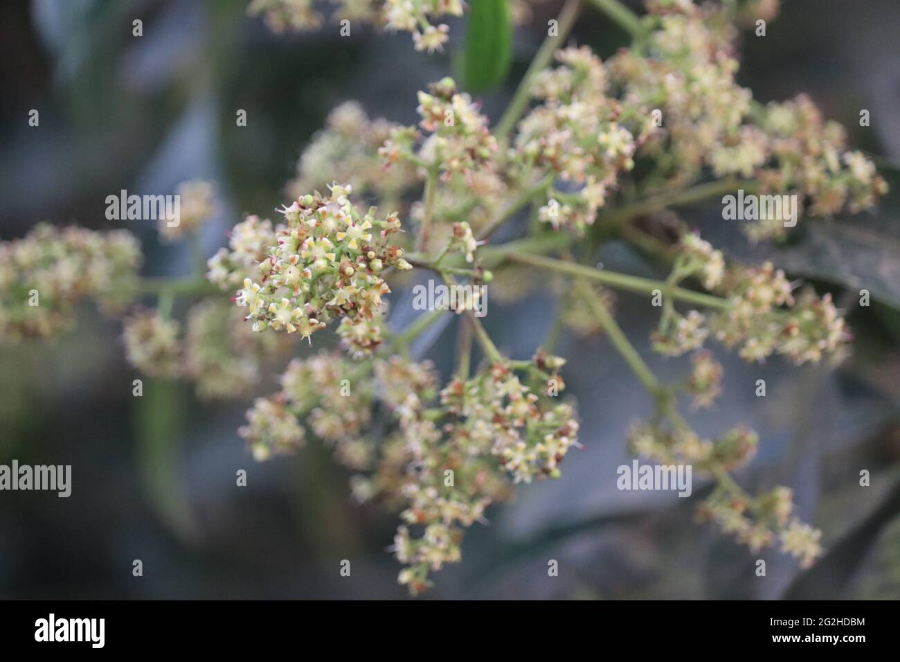 Rumex thyrsiflorus Banque de photographies et d’images à haute ...