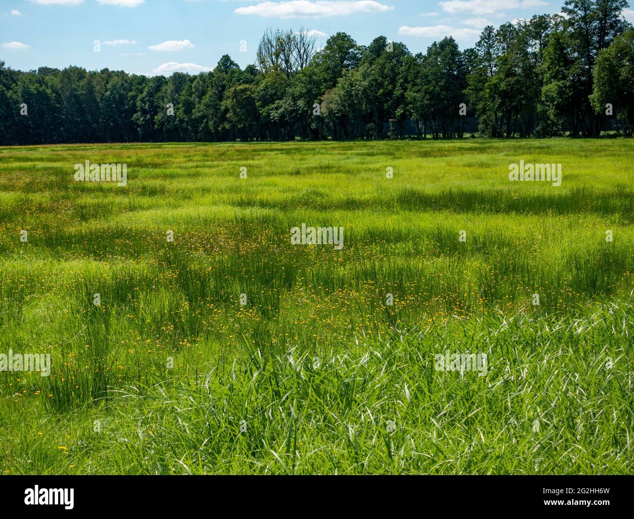 Prairie humide Banque de photographies et d’images à haute résolution ...