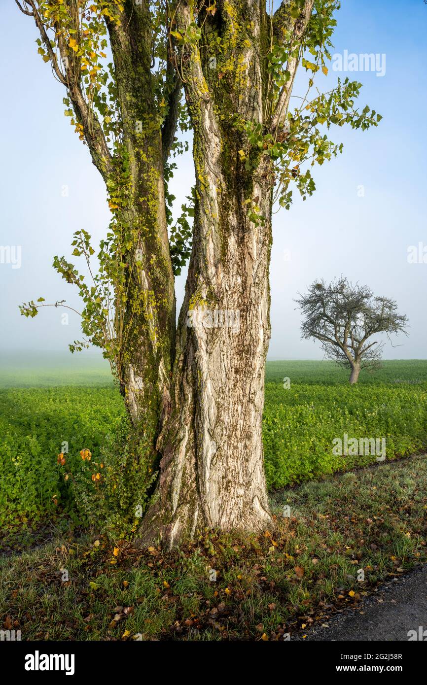 Tronc de peuplier Banque de photographies et d’images à haute ...
