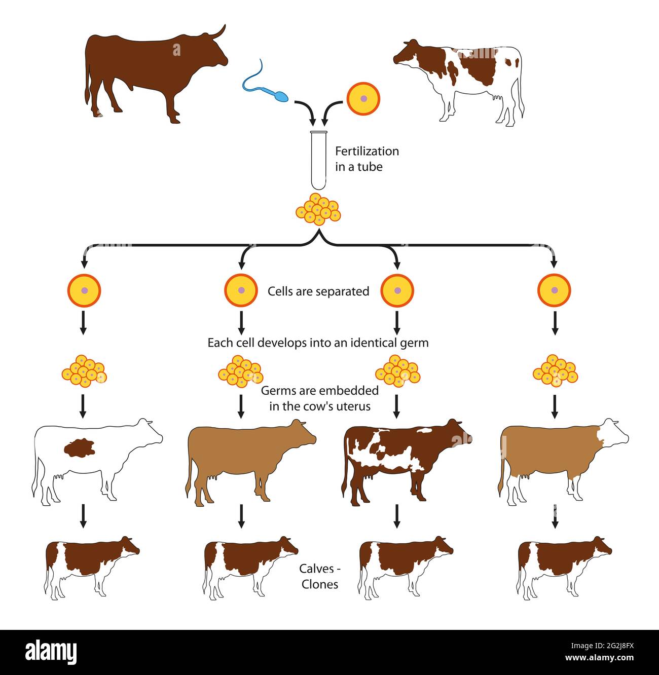 méthodes. Illustration du processus de clonage animal Photo Stock - Alamy